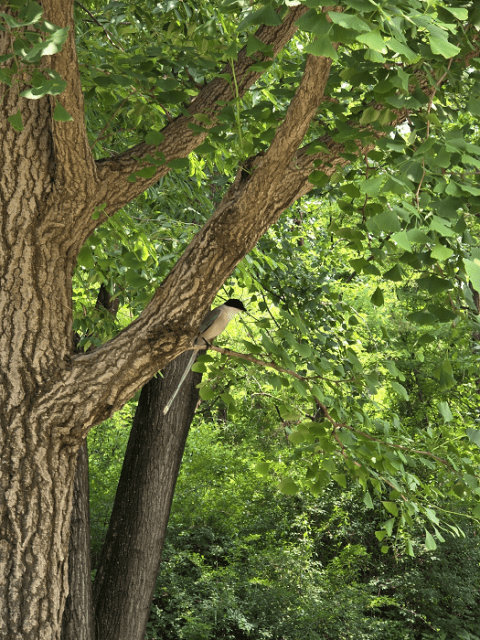 Misa Forest Trail opens as new green haven in Hanam City
